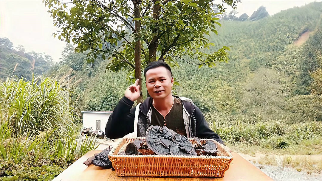 野生灵芝怎样吃?农村小哥常年采摘紫灵芝,这食用方法效果棒棒哒