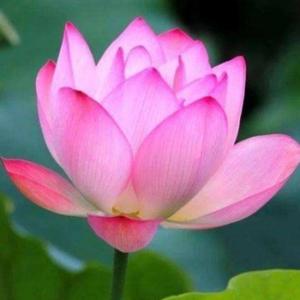 平安快乐英 