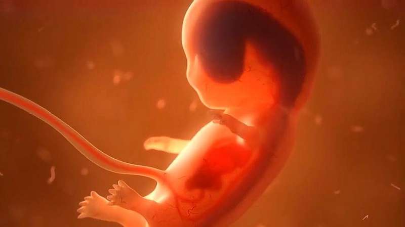 生命简直太神奇了,3D动画:婴儿的诞生全过程