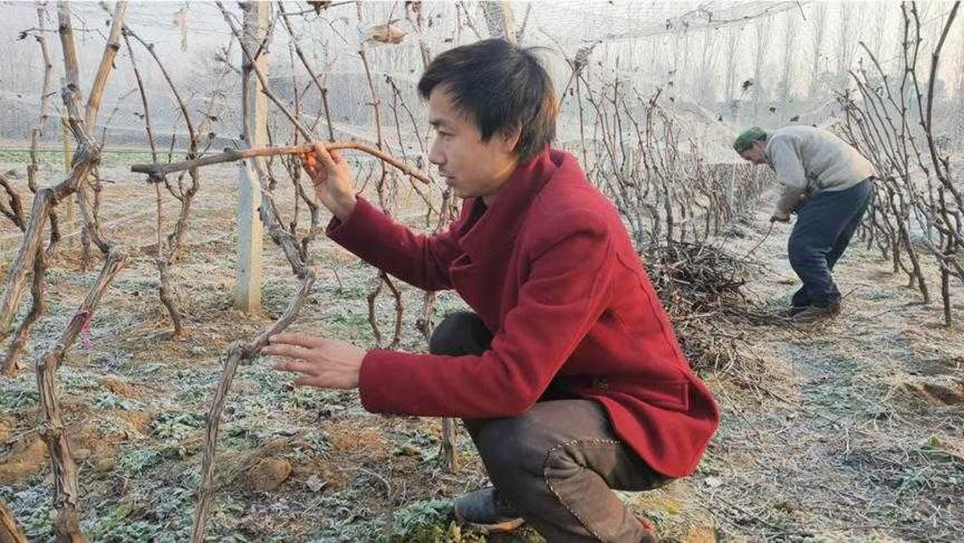 葡萄树最佳株距和行距,株距决定葡萄质量,行距决定管理方法