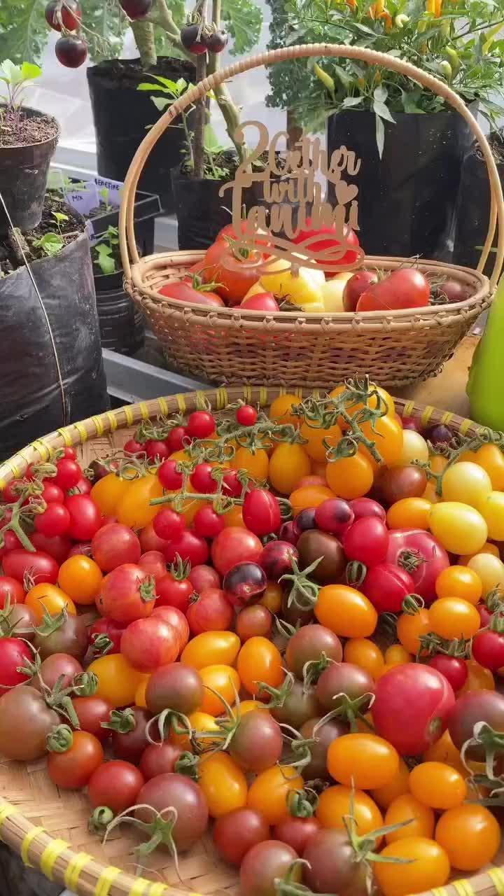 #番茄? #西红柿 #记录我的种植生活 #口感特别好 #西红柿种植
