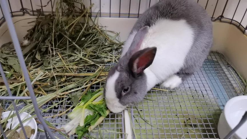 #兔子 正式拆除留置针,可以不输液了,可以出院