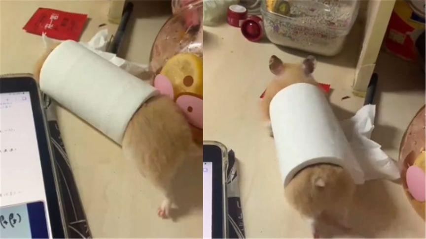 小仓鼠玩卫生纸筒,一旁主人笑喷:现实版的《猫和老鼠》
