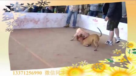 斗狗打架, 凶狠的比特犬大战斗栏