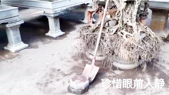 树桩榕树怎么翻盆修剪根部?又是怎么固定整形的呢?