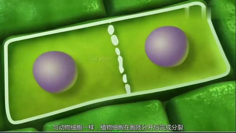 「3D演示」生物动画演示合集-6.细胞周期和有丝分裂