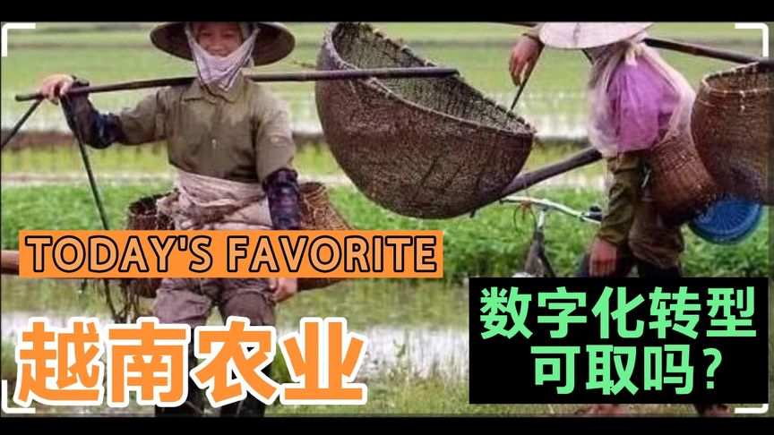 越南如今的农业发展怎样?农业数字化转型可取吗?看看砖家怎么说