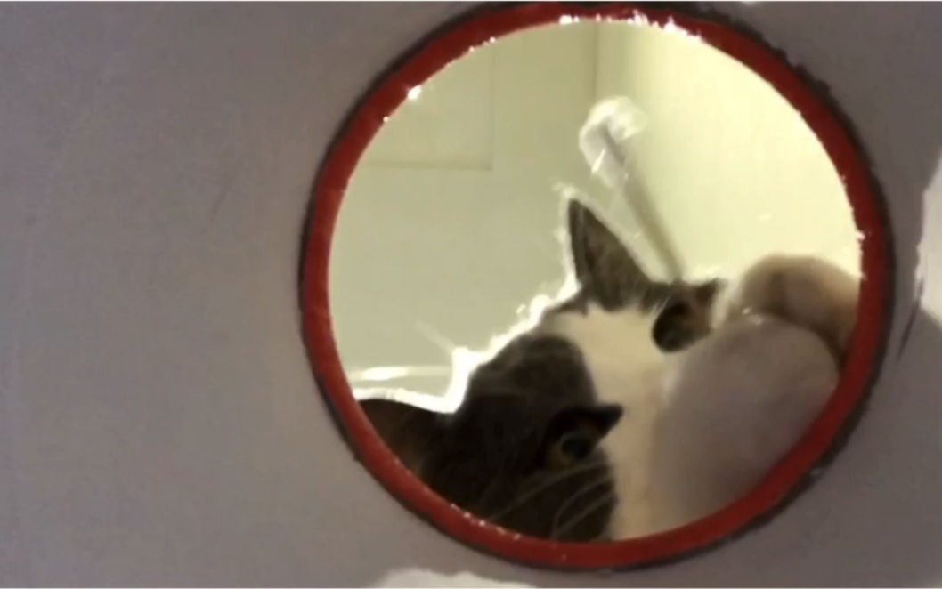 逗猫棒?不存在的,棉签才是小猫咪最好的玩具