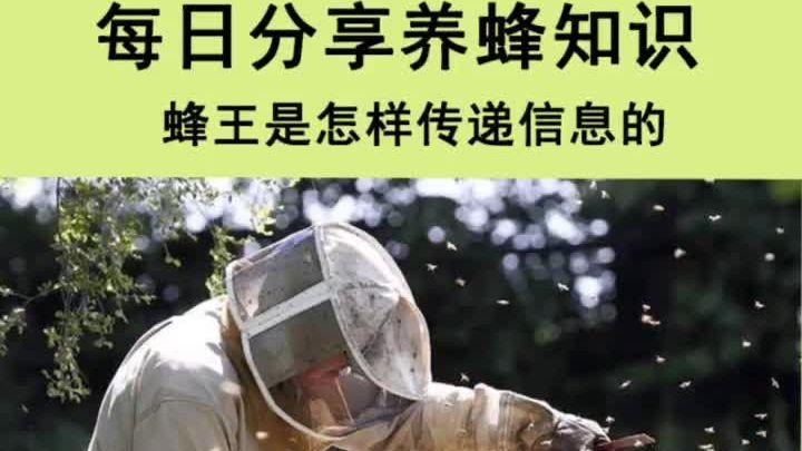 #养蜂 不会说话的蜜蜂是怎样传递信息的