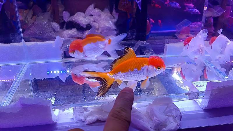 超白缸就是比浮法玻璃看鱼舒服,如果您想买超白怕被坑可以问我