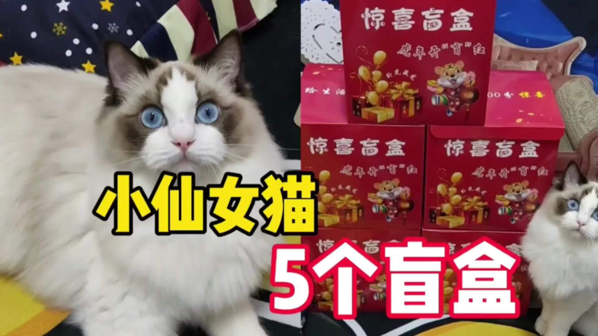 送给小仙女猫的5个盲盒,按摩器她很喜欢!#猫咪的迷惑行为