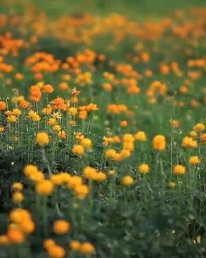 #森林草原防火季#【文明踏青 安全出行】春暖花开,正是踏青的好时节...