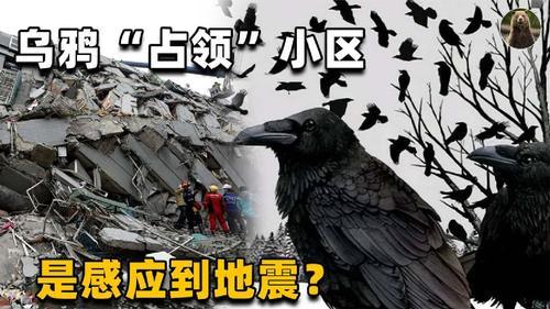 天津小区被黑鸟"包围",同一天廊坊地震,之间究竟有没有关系?