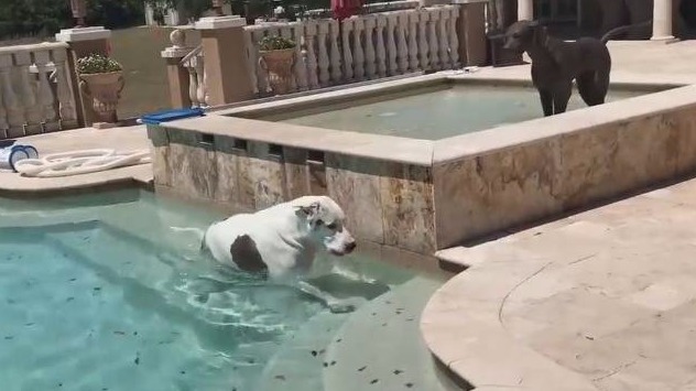 想游泳的狗狗,又怕水,网友表示:你是想把泳池的水喝光吗