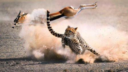 镜头记录下了食肉动物捕猎画面, 谁的捕猎技巧更凶狠呢?