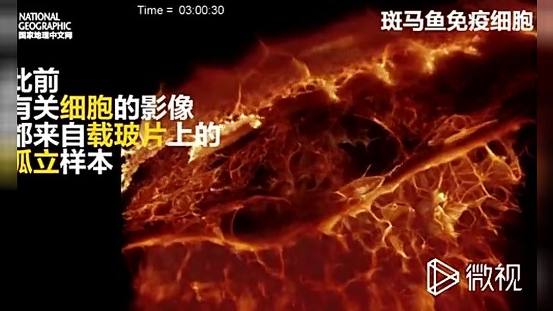 史无前例展示活体动物细胞内部活动,并呈现3D效果