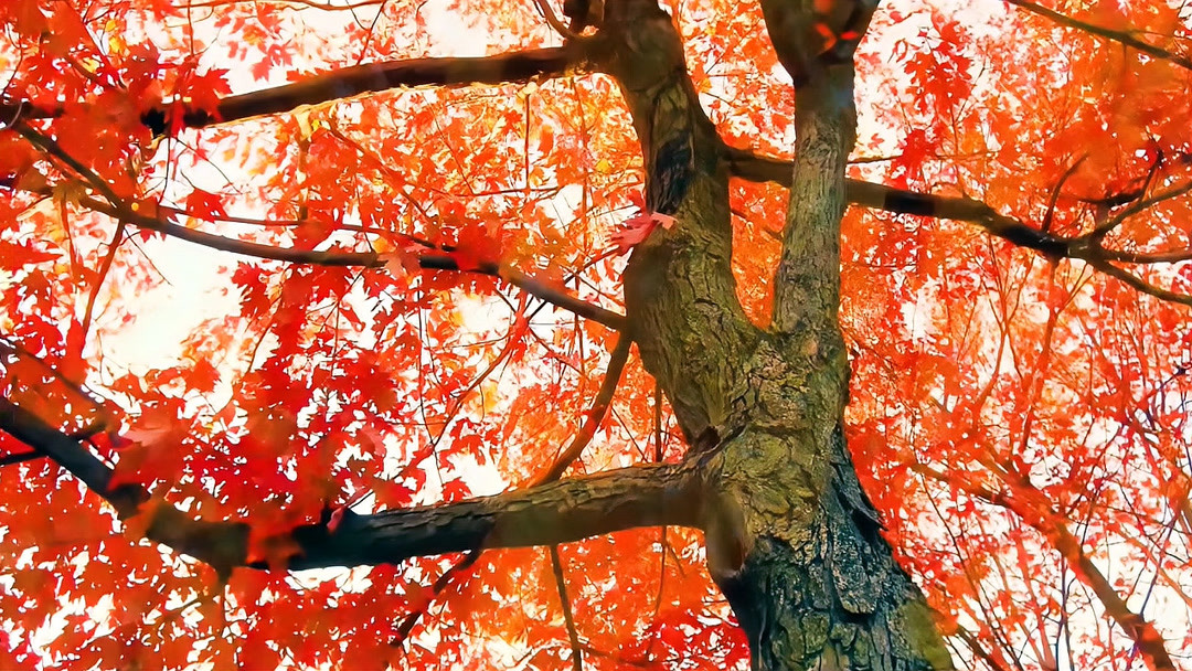 唯美秋天视频素材