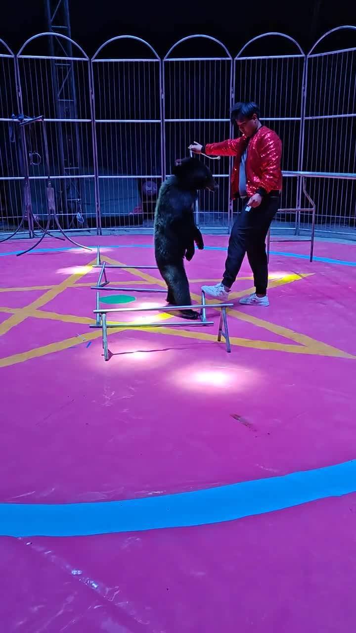 马戏团表演,人与动物和平共处