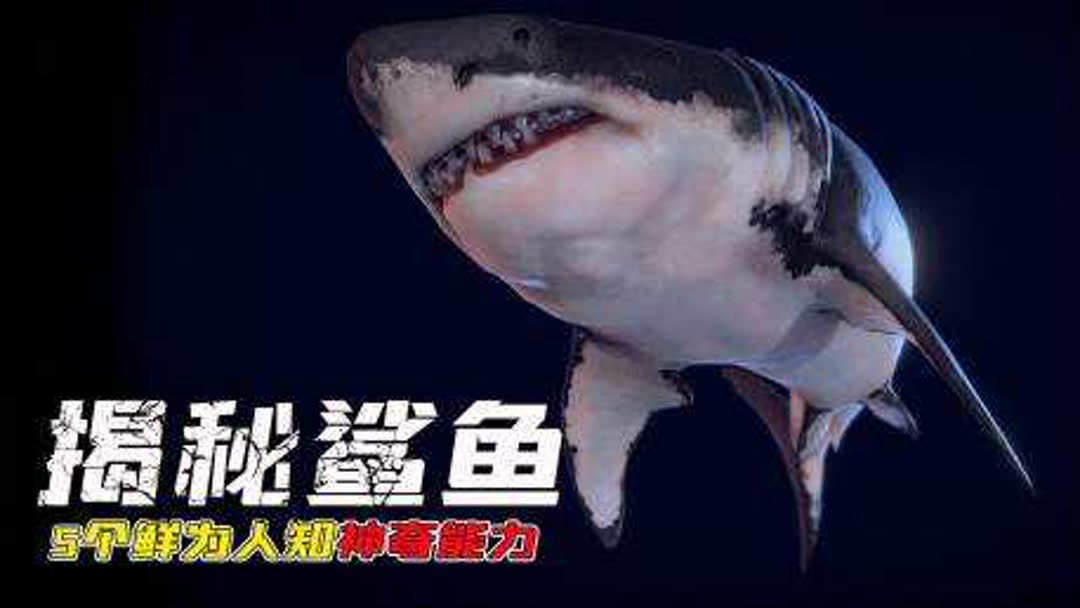 科普时间,揭开鲨鱼5个隐藏秘密!巨齿鲨和大白鲨什么关系?