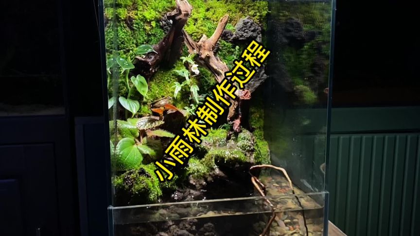 #雨林缸造景 #爬宠日常 #造景 #青岛 #鱼缸里的大自然 #草缸造景