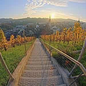 生南国春来发几枝 