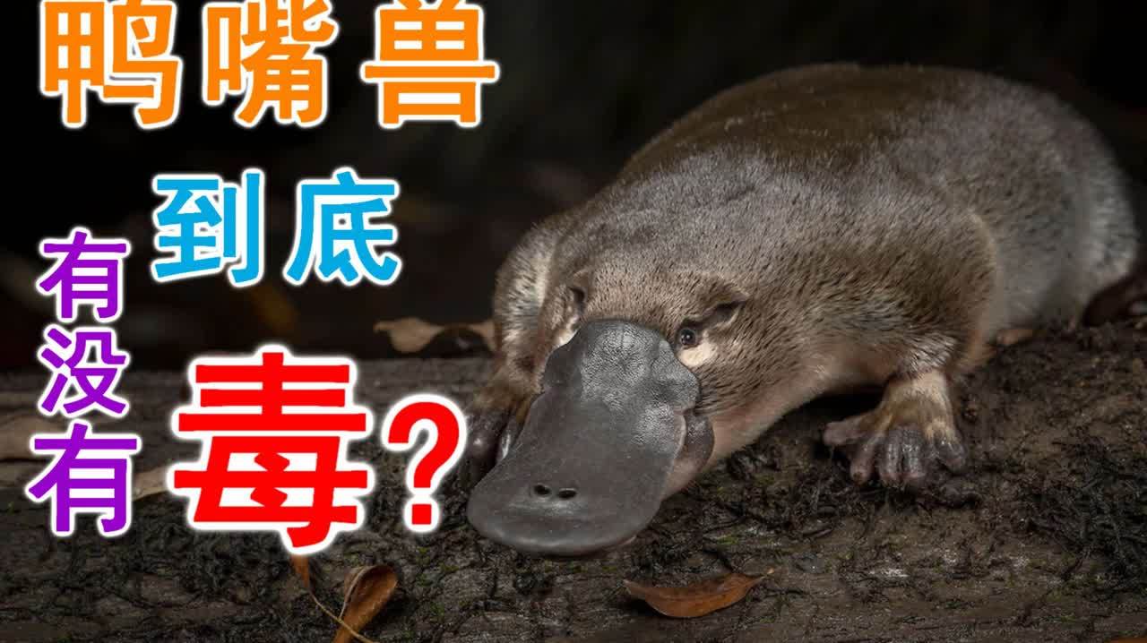 猴子警长探案记中的鸭嘴兽长什么样