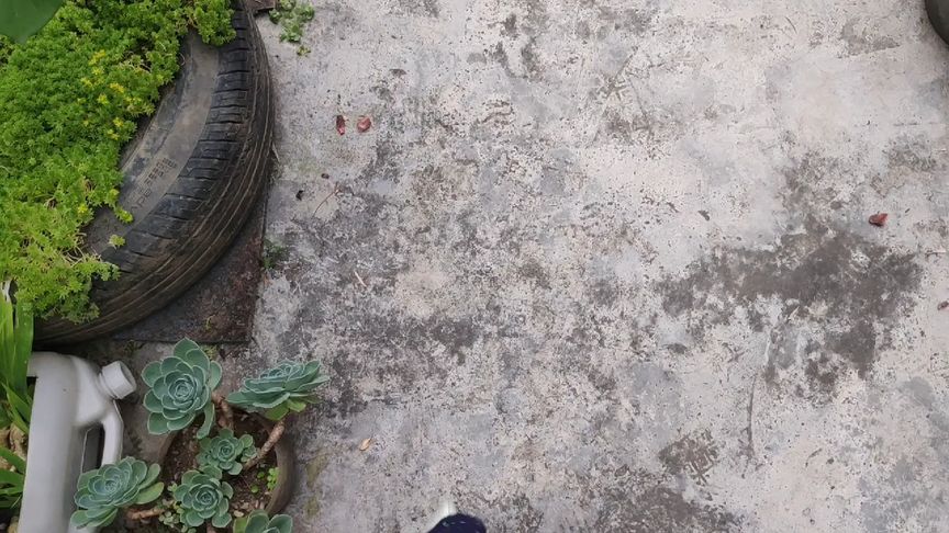 不知道松ߌ�上果子能否食用