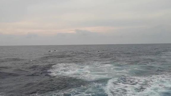珍贵的视频:美丽的大海与海豚群