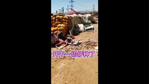 看看内蒙的人咋种土豆了
