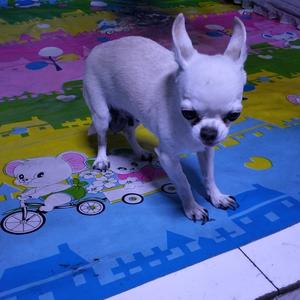 恩琦 
