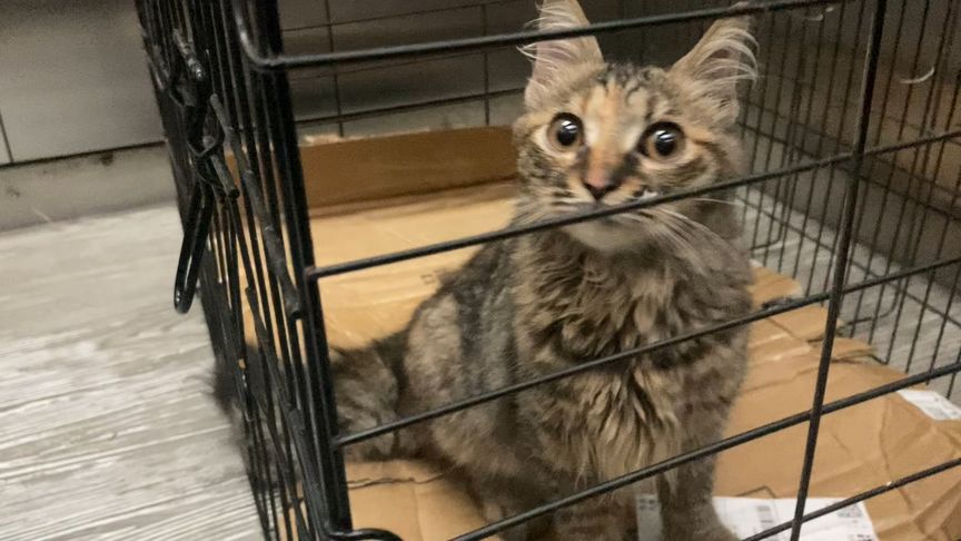 捡到一只流浪猫带回家吧