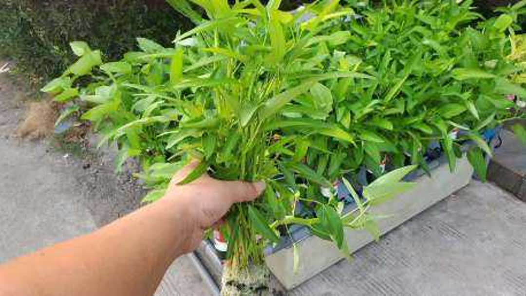 发现问题,判断问题,解决问题,关于昨天比对实验翻车的问题