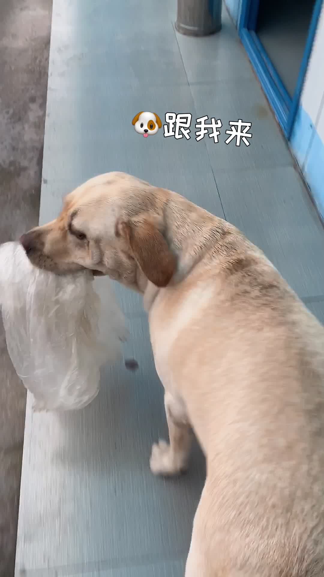 每次出门必捡东西这次知道要扔垃圾桶不知道今天是偶然还是真懂事...