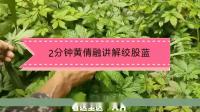   绞股蓝能天天当茶水喝吗 , 绞股蓝的功效与作用性味