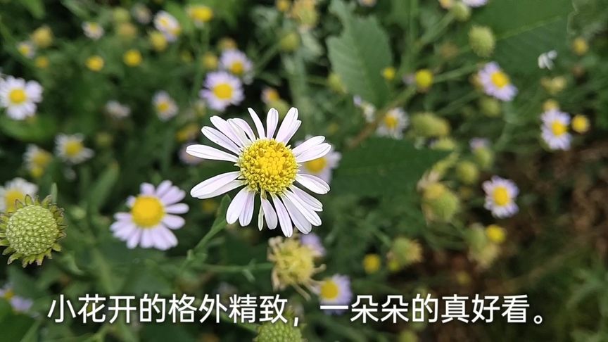 路边常见的花,你知道它有什么药用价值吗?点开视频看看吧。