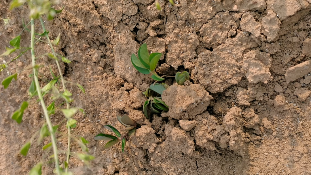 自然农法种植的花生,无农药,无肥料,不打
