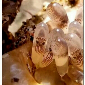 了是liao不是lei 