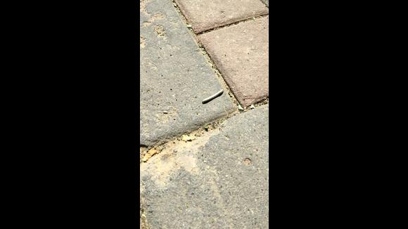 原来毛毛虫真像动画片里演的那样爬行!