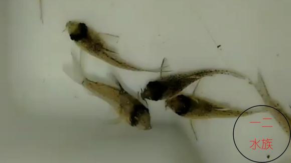 给鱼缸准备的老鼠鱼,从上面看,你还认识吗?