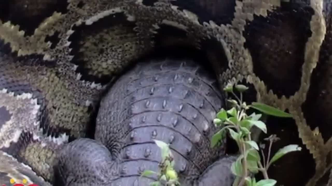 动物世界:巨蟒VS鳄鱼,巨蟒的力量不是鳄鱼能够抗衡的
