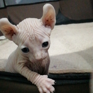 玩乐高的无毛猫 