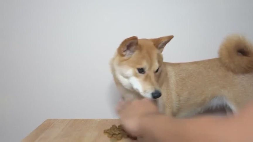 主人用筷子喂狗狗吃东西,这家伙的吃相太可爱了!