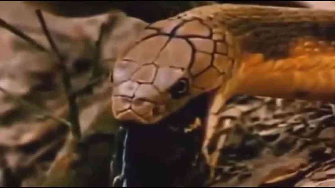 动物世界:震惊!巨大蟒蛇活吞自己的同类,下一秒看傻了!