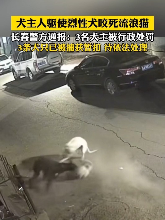 3名犬主被行政处罚,3条犬只已被捕获暂扣,待依法处理