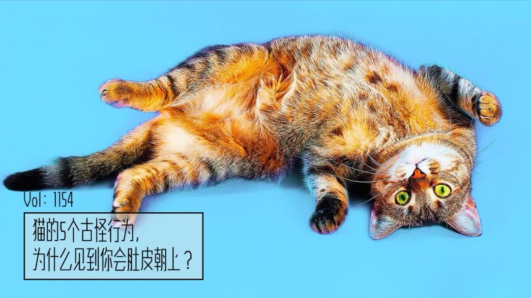 猫的5个古怪行为,为什么见到你会肚皮朝上?