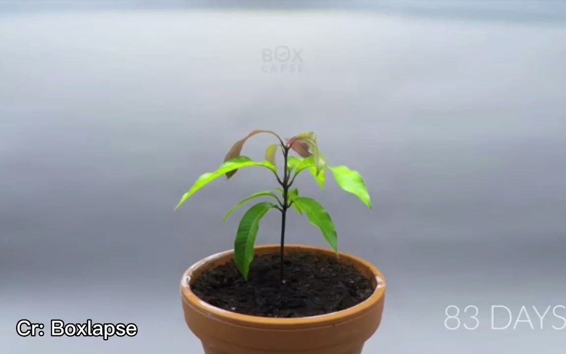 【芒果种植记】网友拍摄下一颗芒果变成芒果树的全过程,但芒果树再...