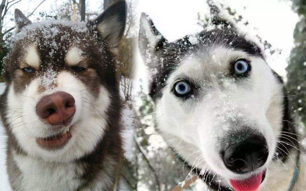 ▷逗腐渣工作室◁《不动就会死》两个逗比一台戏