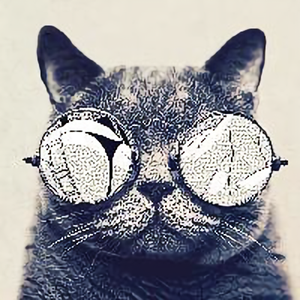 猫追鱼跑 
