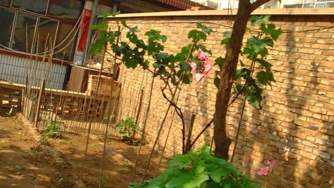 农村院子里种什么树旺财？老人说：6种树是镇宅之宝，看完长见识