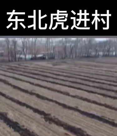 黑龙江一只野生东北虎进村